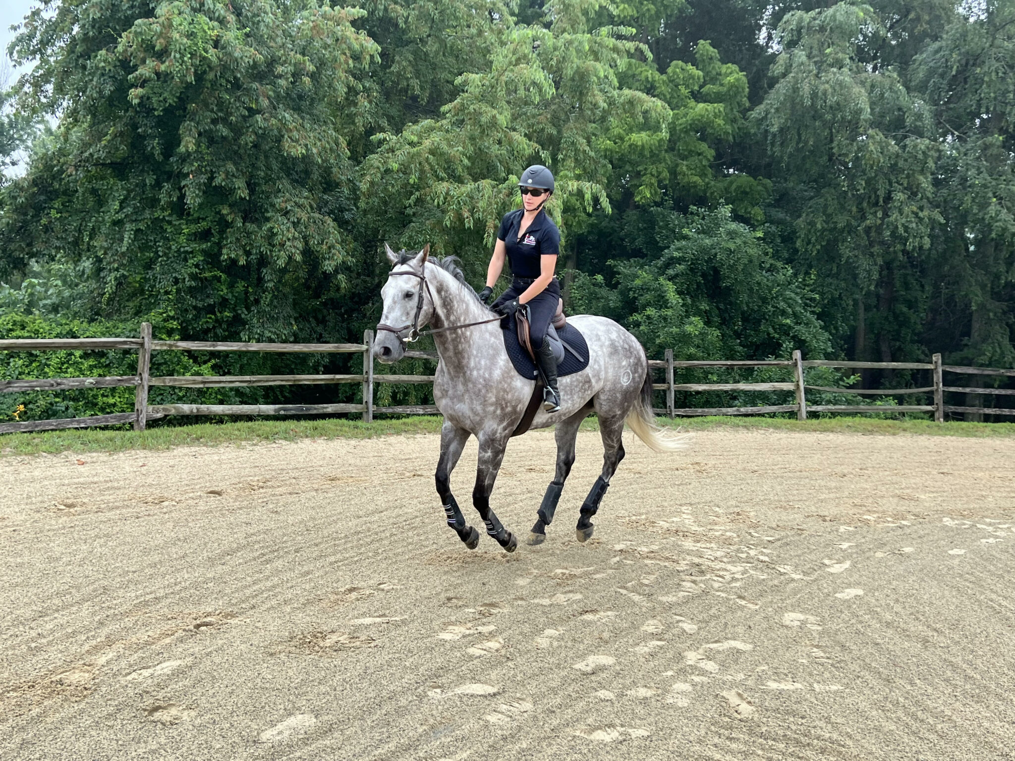 Turning For Home and Maui Meadow Farm Help Retired Racehorses Find New Homes – Delaware Valley ...